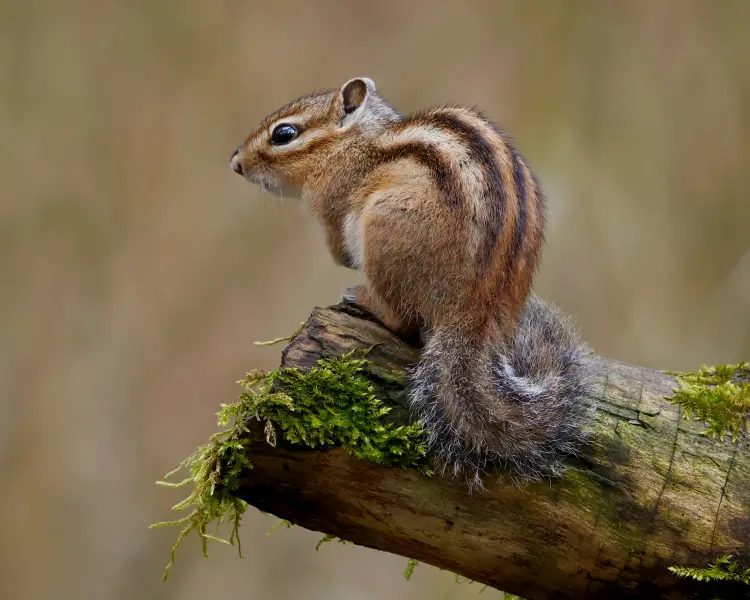 Siberian Chipmunk | Zoopedia Wiki | Fandom