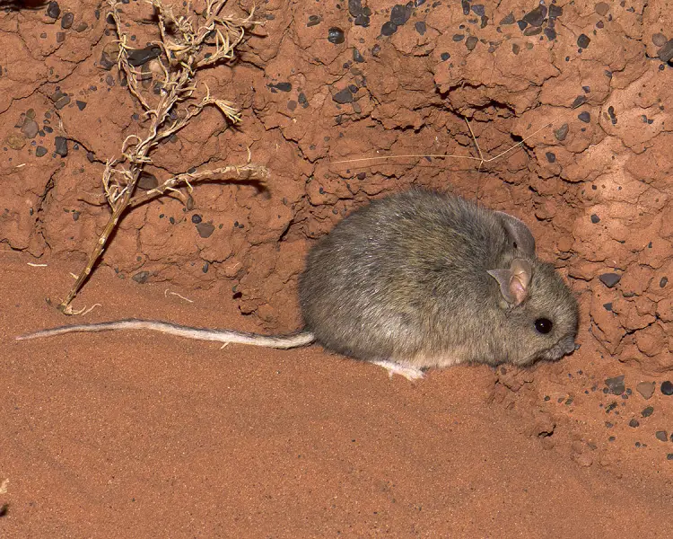 Plains Rat | Zoopedia Wiki | Fandom