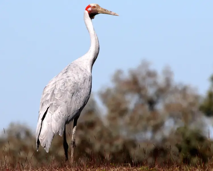 Brogla | Zoopedia Wiki | Fandom