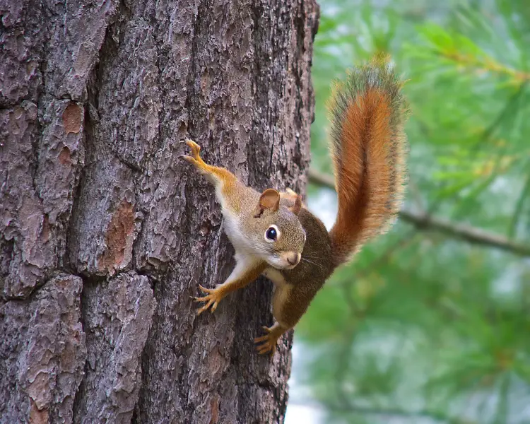 American Red Squirrel | Zoopedia Wiki | Fandom
