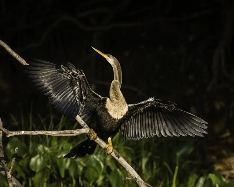 Anhinga | Zoopedia Wiki | Fandom