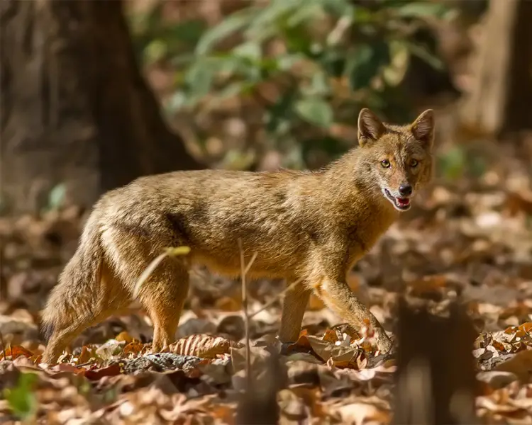 Golden Jackal | Zoopedia Wiki | Fandom