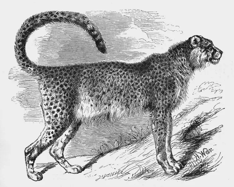 Asiatic cheetah | Zoopedia Wiki | Fandom