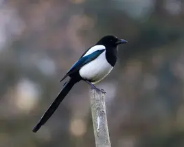 Eurasian Magpie | Zoopedia Wiki | Fandom