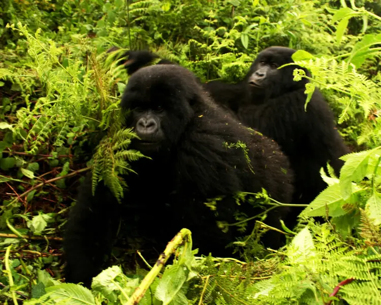 Mountain gorilla | Zoopedia Wiki | Fandom