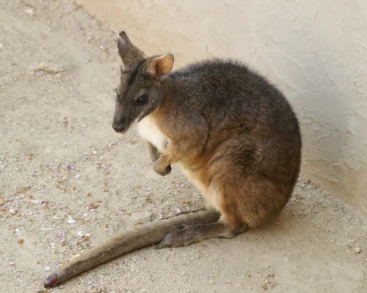 Parma Wallaby | Zoopedia Wiki | Fandom
