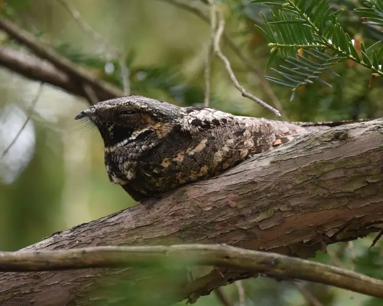 Eastern Whip-Poor-Will | Zoopedia Wiki | Fandom