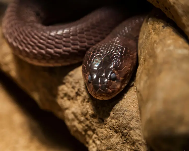 Red Spitting Cobra | Zoopedia Wiki | Fandom