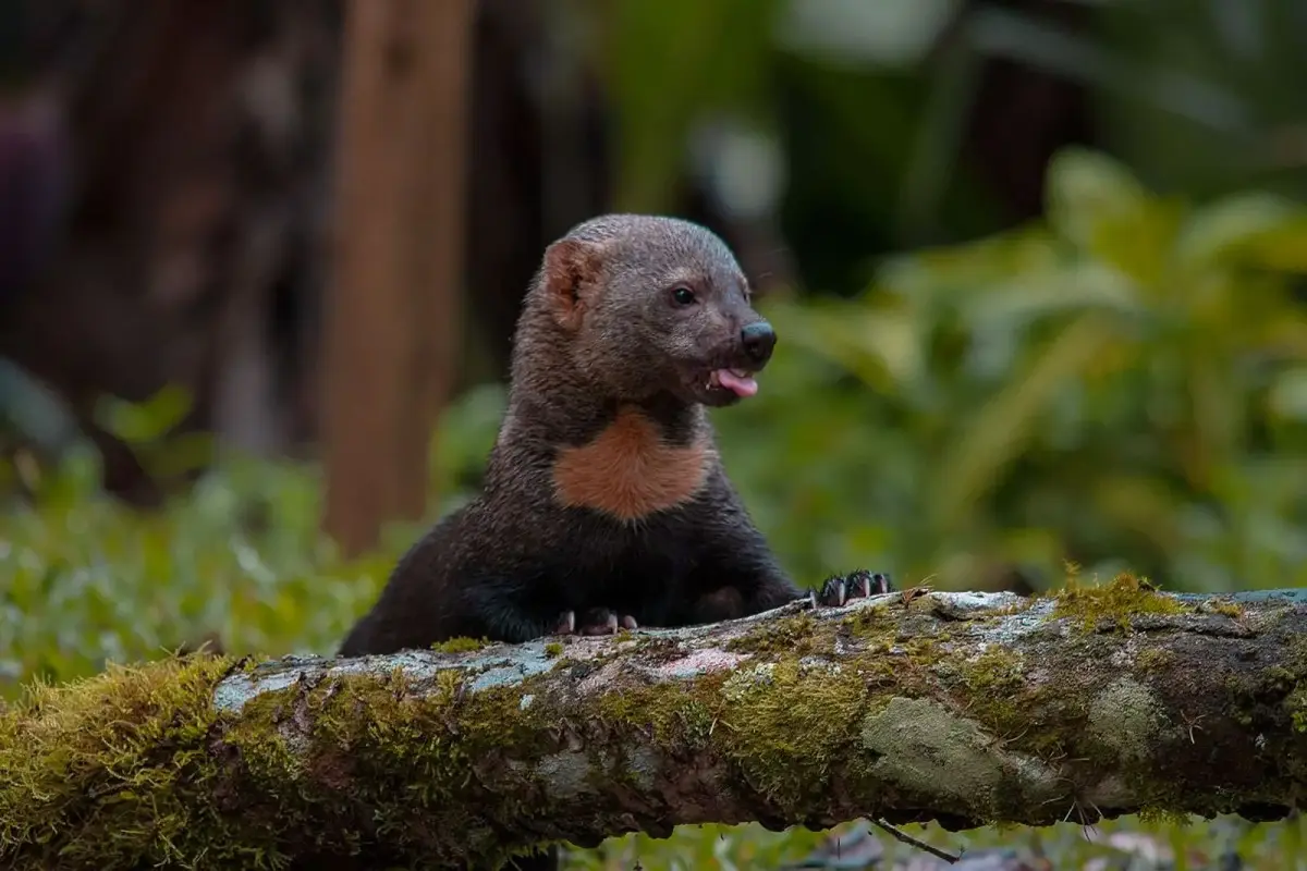 Tayra | Zoopedia Wiki | Fandom