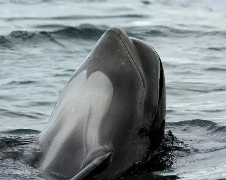 Long-Finned Pilot Whale | Zoopedia Wiki | Fandom