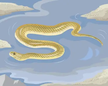Beaked Sea Snake | Zoopedia Wiki | Fandom