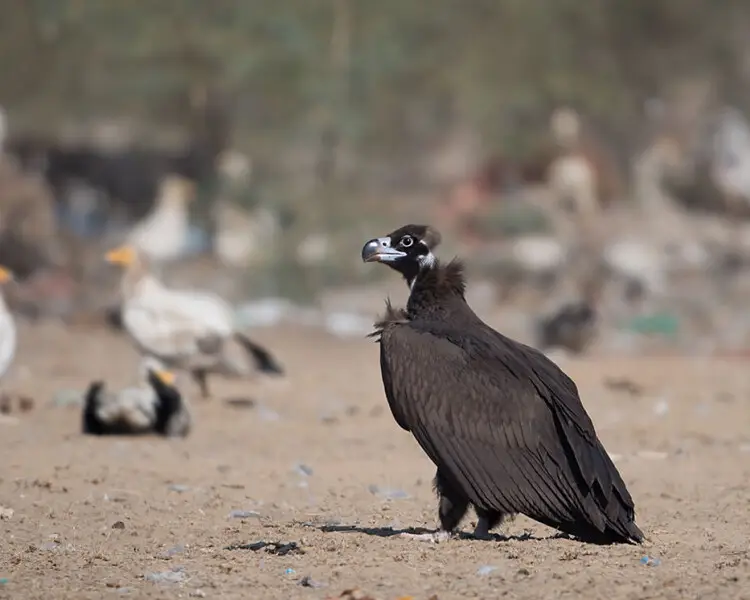 Cinereous vulture | Zoopedia Wiki | Fandom