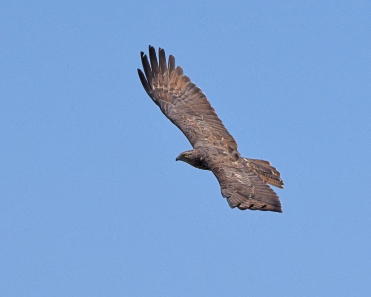 European Honey Buzzard | Zoopedia Wiki | Fandom