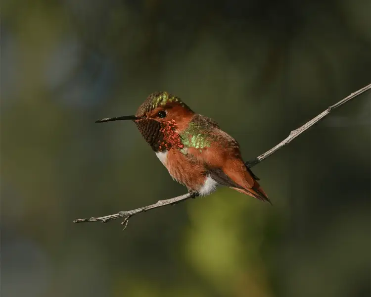 Rufous Hummingbird | Zoopedia Wiki | Fandom