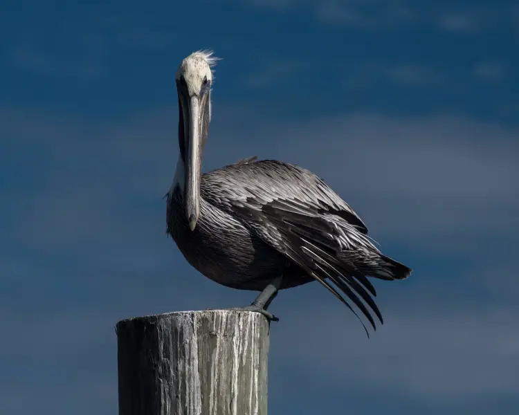 Brown Pelican | Zoopedia Wiki | Fandom