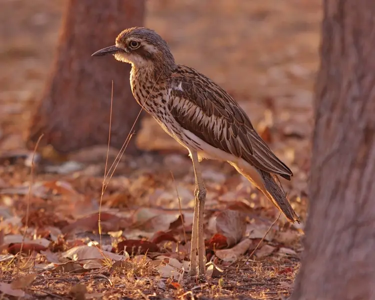 Bush Stone-Curlew | Zoopedia Wiki | Fandom