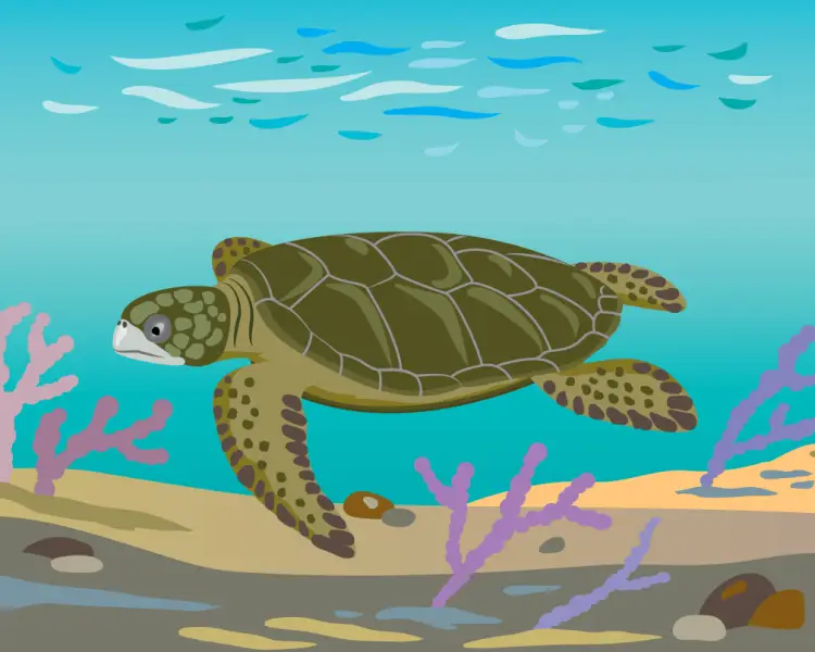 Flatback Sea Turtle | Zoopedia Wiki | Fandom