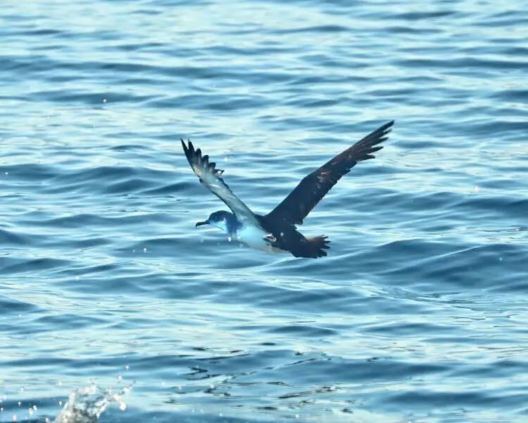 Manx shearwater | Zoopedia Wiki | Fandom