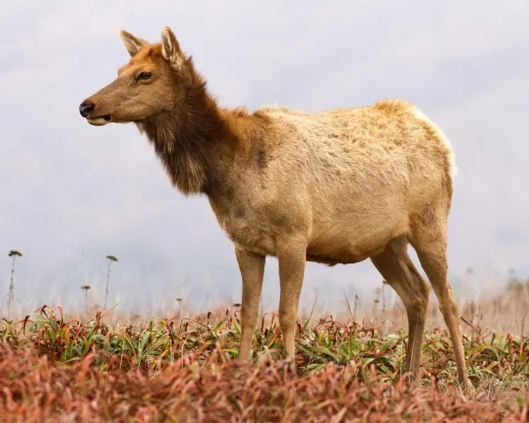 Tule elk | Zoopedia Wiki | Fandom