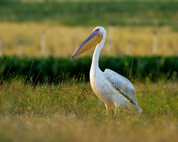 Great White Pelican | Zoopedia Wiki | Fandom