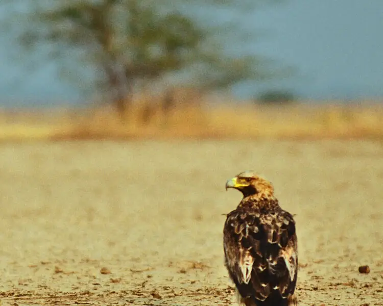 Eastern imperial eagle | Zoopedia Wiki | Fandom
