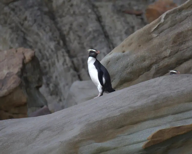 Fiordland Penguin | Zoopedia Wiki | Fandom
