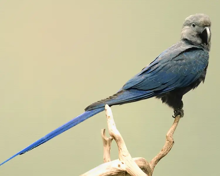 Spix's Macaw | Zoopedia Wiki | Fandom