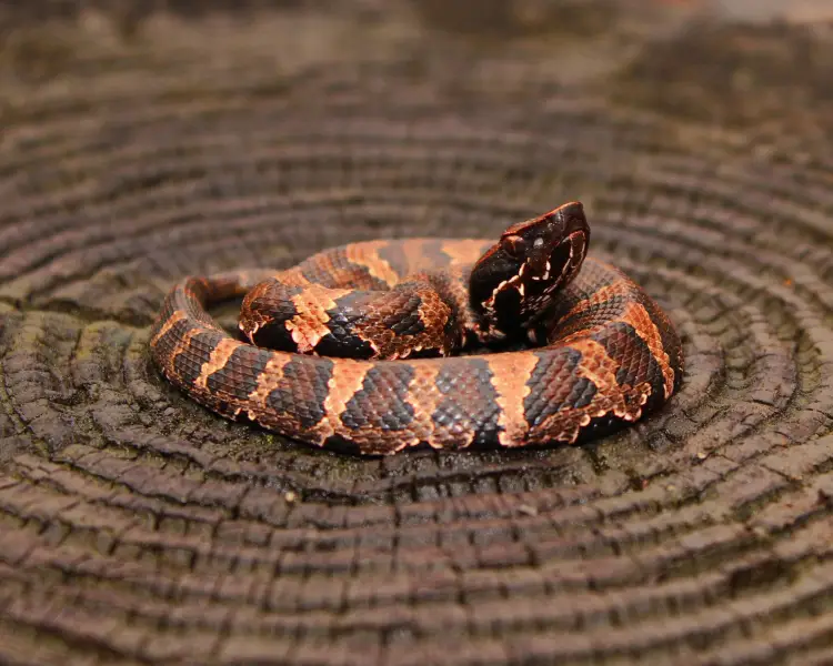 Water Moccasin | Zoopedia Wiki | Fandom