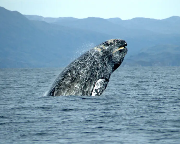 Gray Whale | Zoopedia Wiki | Fandom