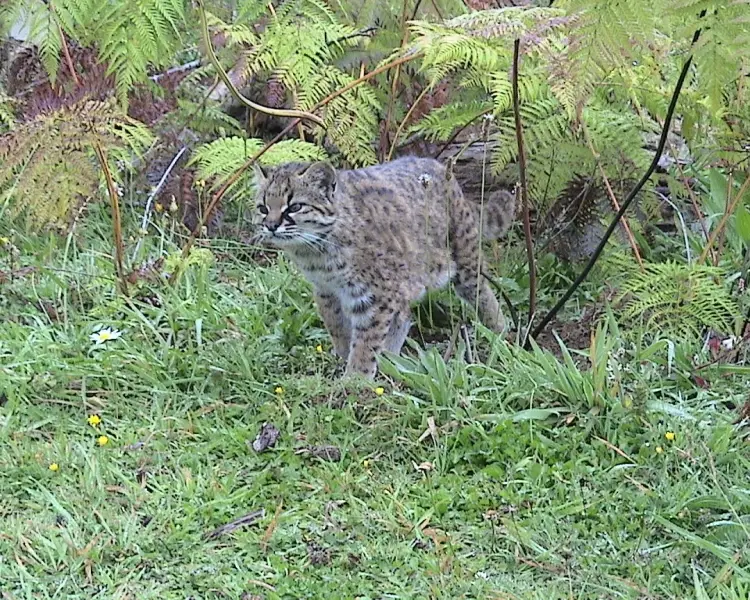 Kodkod | Zoopedia Wiki | Fandom