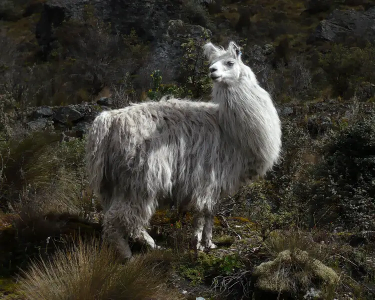 Alpaca | Zoopedia Wiki | Fandom