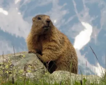 Alpine Marmot | Zoopedia Wiki | Fandom