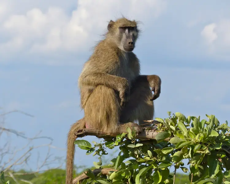 Chacma Baboon | Zoopedia Wiki | Fandom