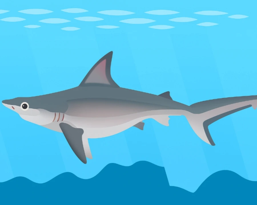 Pigeye Shark | Zoopedia Wiki | Fandom