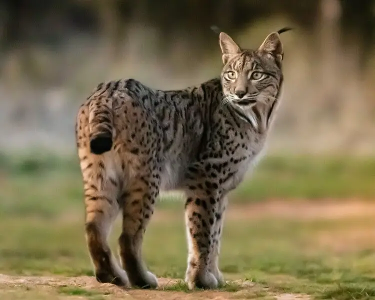Iberian Lynx | Zoopedia Wiki | Fandom