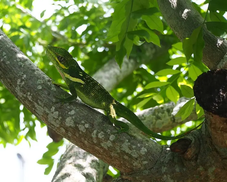 Knight Anole | Zoopedia Wiki | Fandom
