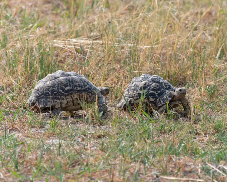 Leopard Tortoise | Zoopedia Wiki | Fandom
