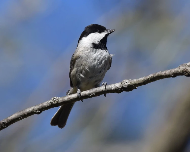 Carolina Chickadee | Zoopedia Wiki | Fandom
