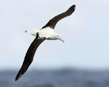 Northern royal albatross | Zoopedia Wiki | Fandom
