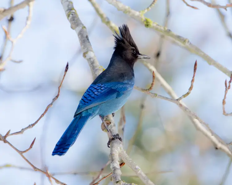 Steller's Jay | Zoopedia Wiki | Fandom
