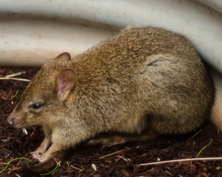 Woylie | Zoopedia Wiki | Fandom