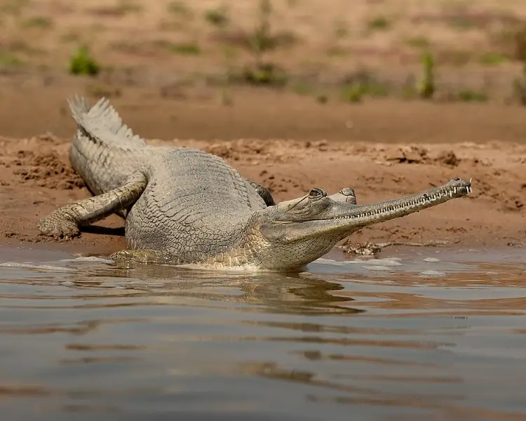 Gharial | Zoopedia Wiki | Fandom