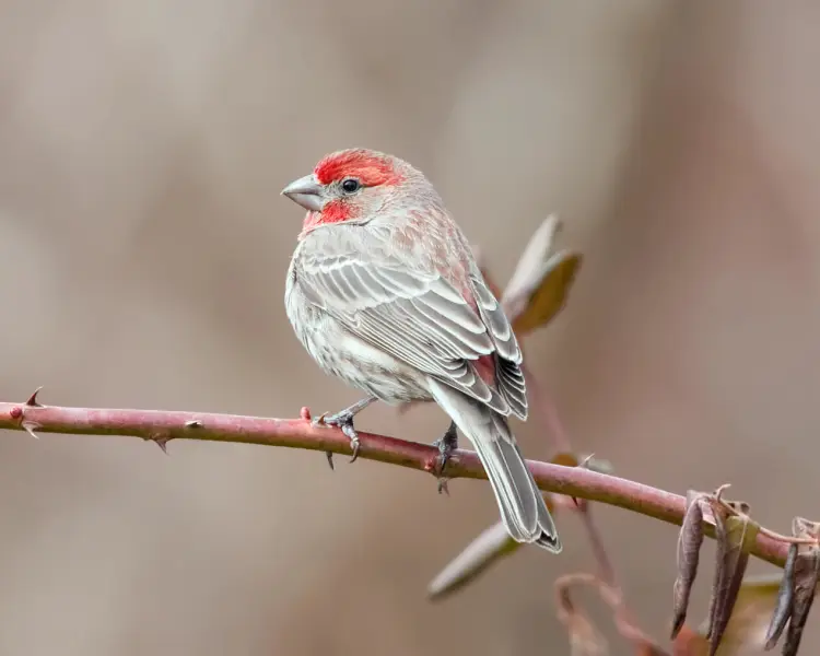 House Finch | Zoopedia Wiki | Fandom