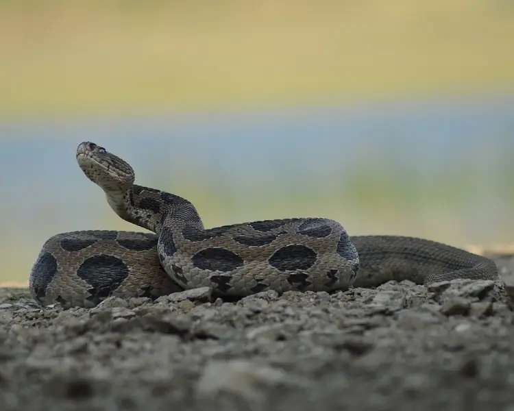 Russell's Viper | Zoopedia Wiki | Fandom
