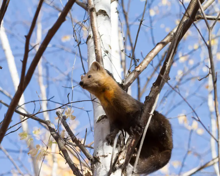 Sable | Zoopedia Wiki | Fandom