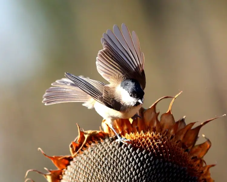 Black-Capped Chickadee | Zoopedia Wiki | Fandom