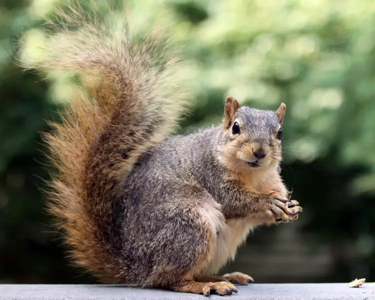 Eastern Fox Squirrel | Zoopedia Wiki | Fandom