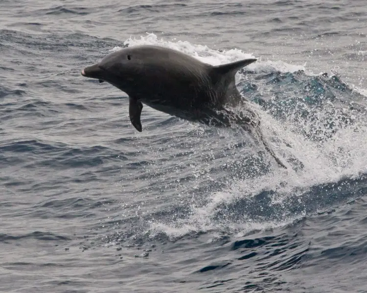 Indian Ocean Bottlenose Dolphin | Zoopedia Wiki | Fandom