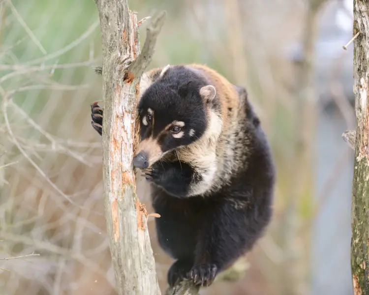 White-Nosed Coati | Zoopedia Wiki | Fandom