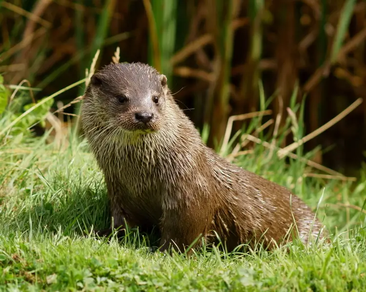 European Otter | Zoopedia Wiki | Fandom